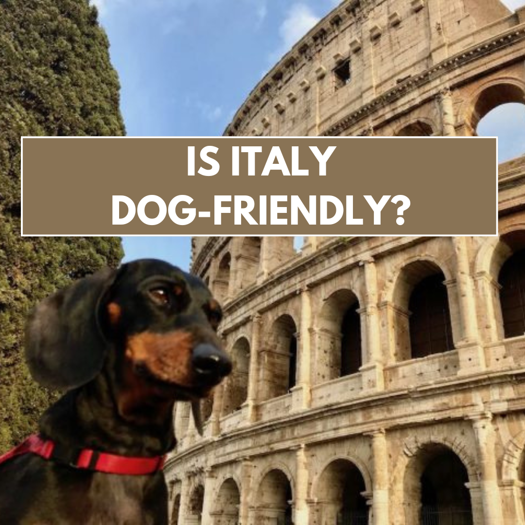 Is Italy Dog Friendly? - D&G Design